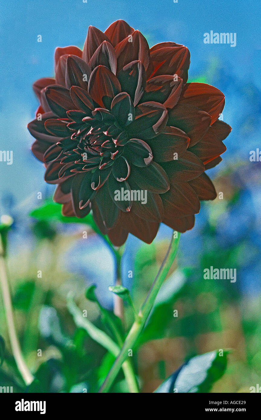 Infrared rose hi-res stock photography and images - Alamy