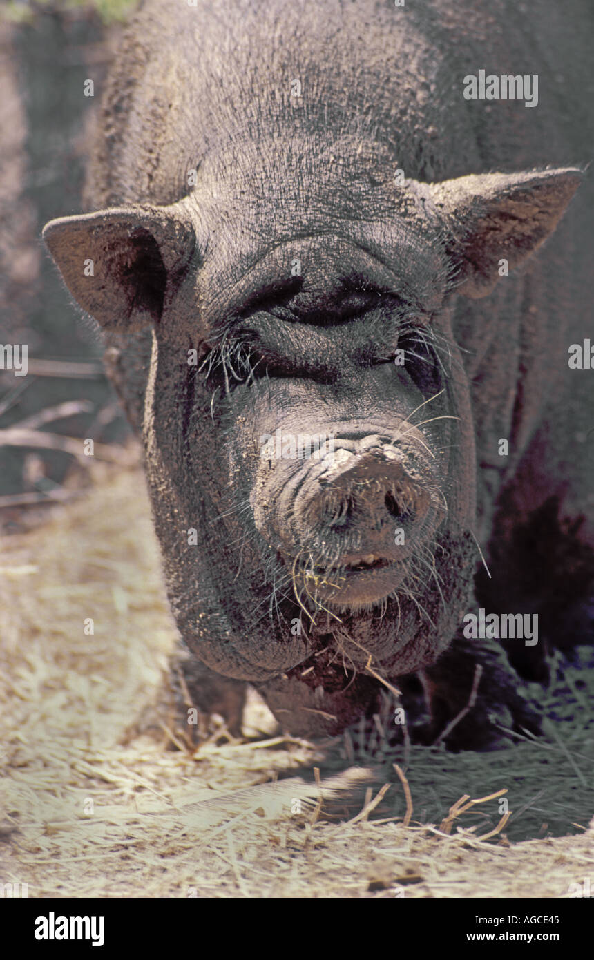 Gargoyle pig hi-res stock photography and images - Alamy