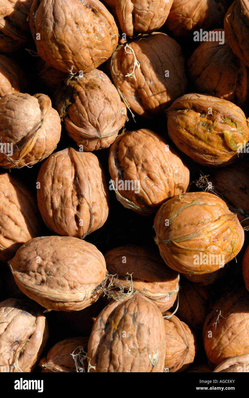 Juglans walnuts in their shells hi-res stock photography and images - Alamy