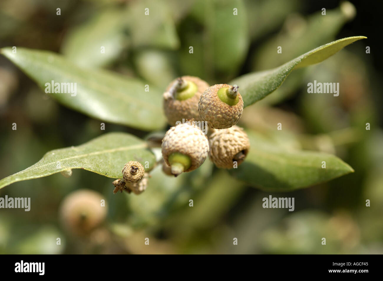 Acorn tree Quercus ilex Mallorca Majorca Spain Europe Mediterranean ...