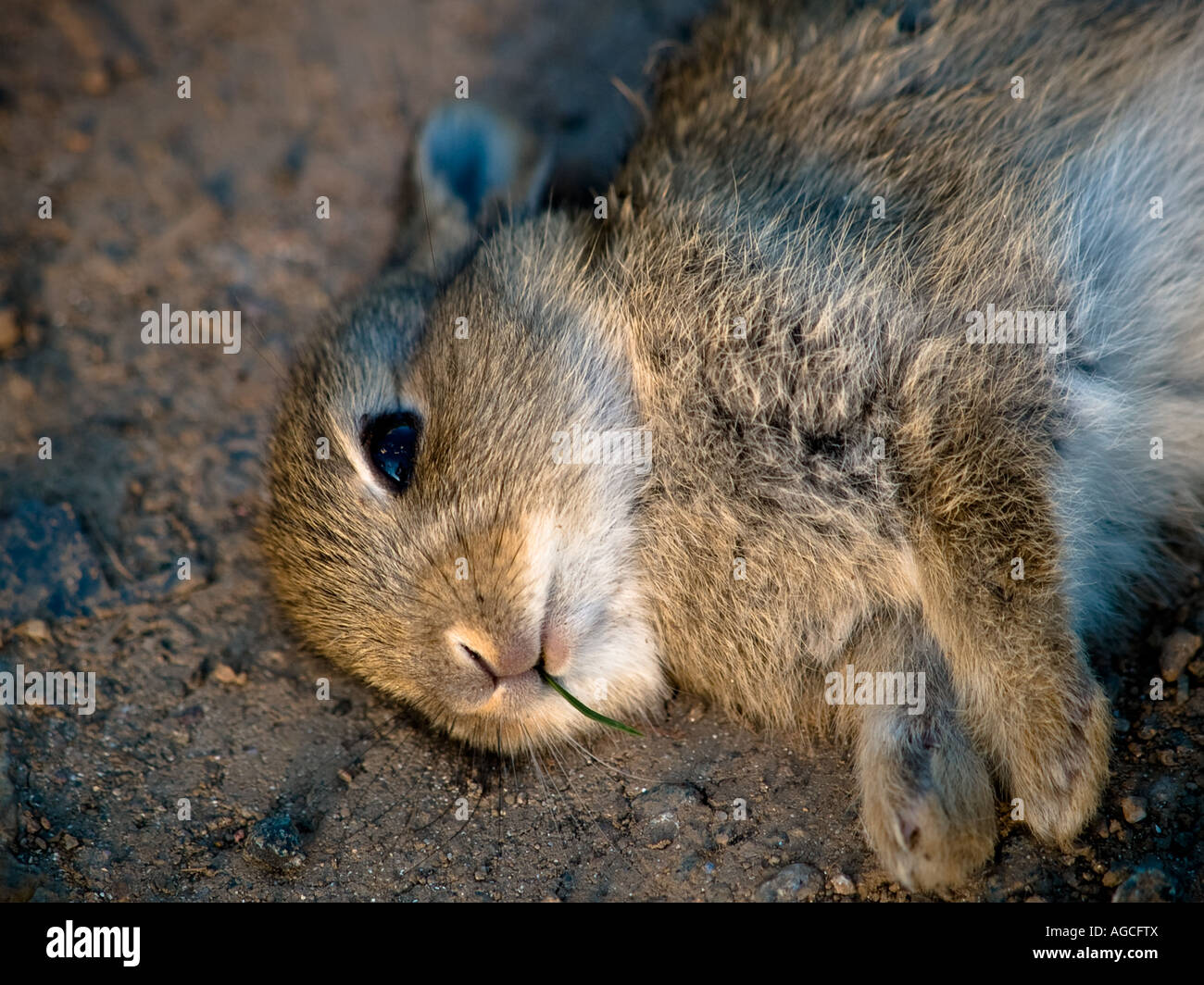 Rabbit accident hi-res stock photography and images - Alamy