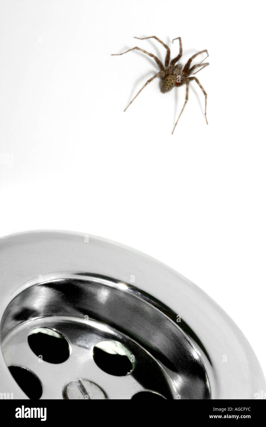 Spider trapped in the bath Stock Photo - Alamy