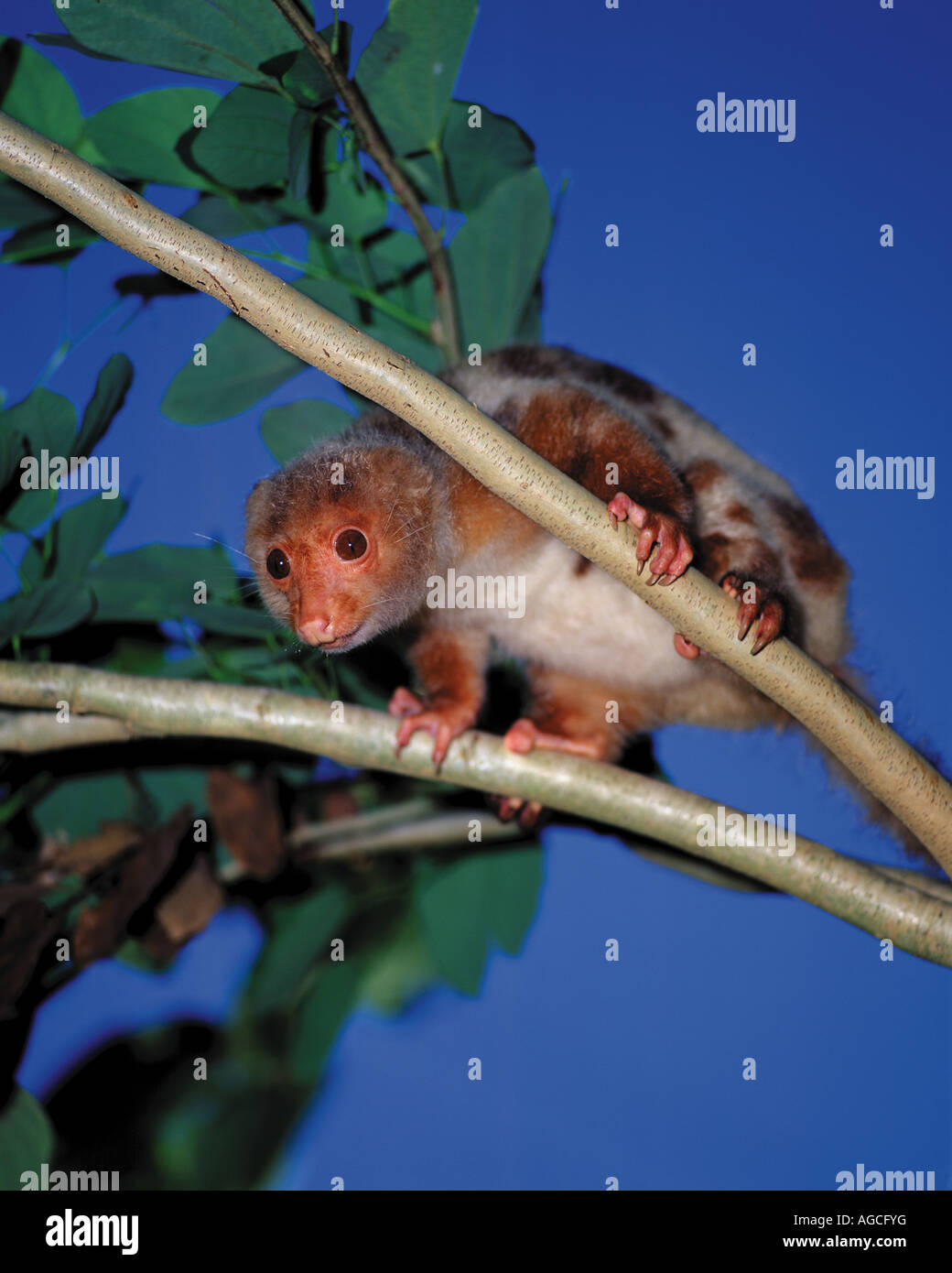 Spilocuscus hi-res stock photography and images - Alamy