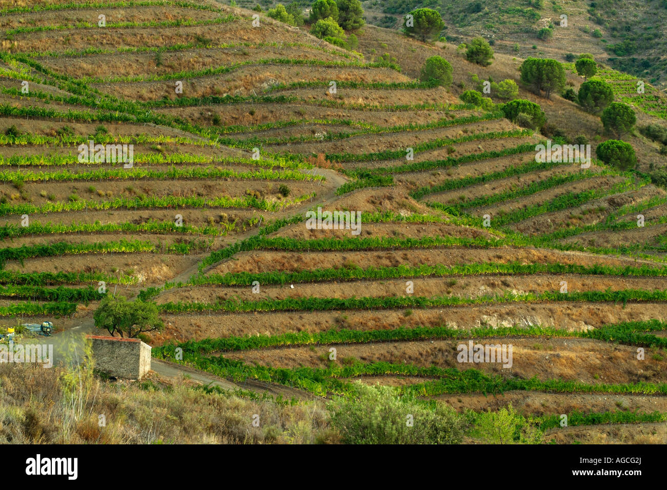 vineyards planted in stony of slate in rough ground terraces Stock ...