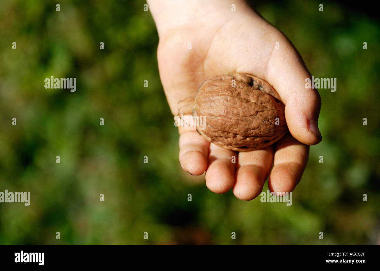 Baby s Hand holding walnut Stock Photo - Alamy