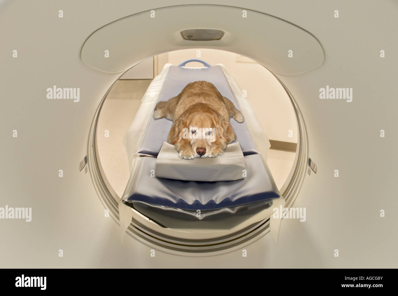 Ct Scan Dog