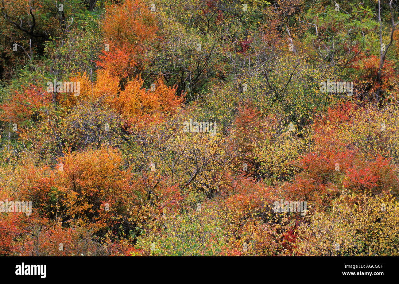 coloured bushes on a hill in autumn in Germany Stock Photo - Alamy