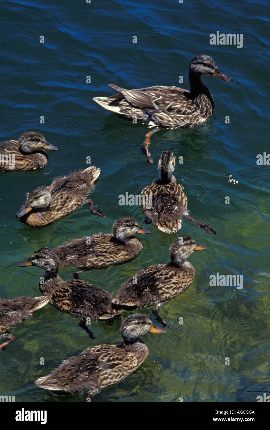 Ducks Lake Arrowhead California United States of America Stock Photo ...