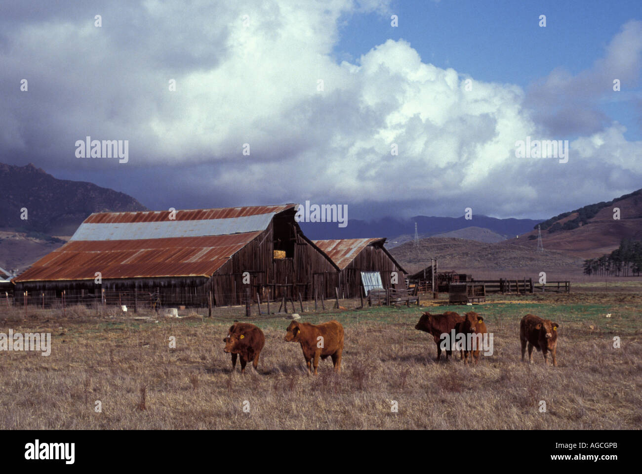 Farm and Cows California United States of America Stock Photo - Alamy