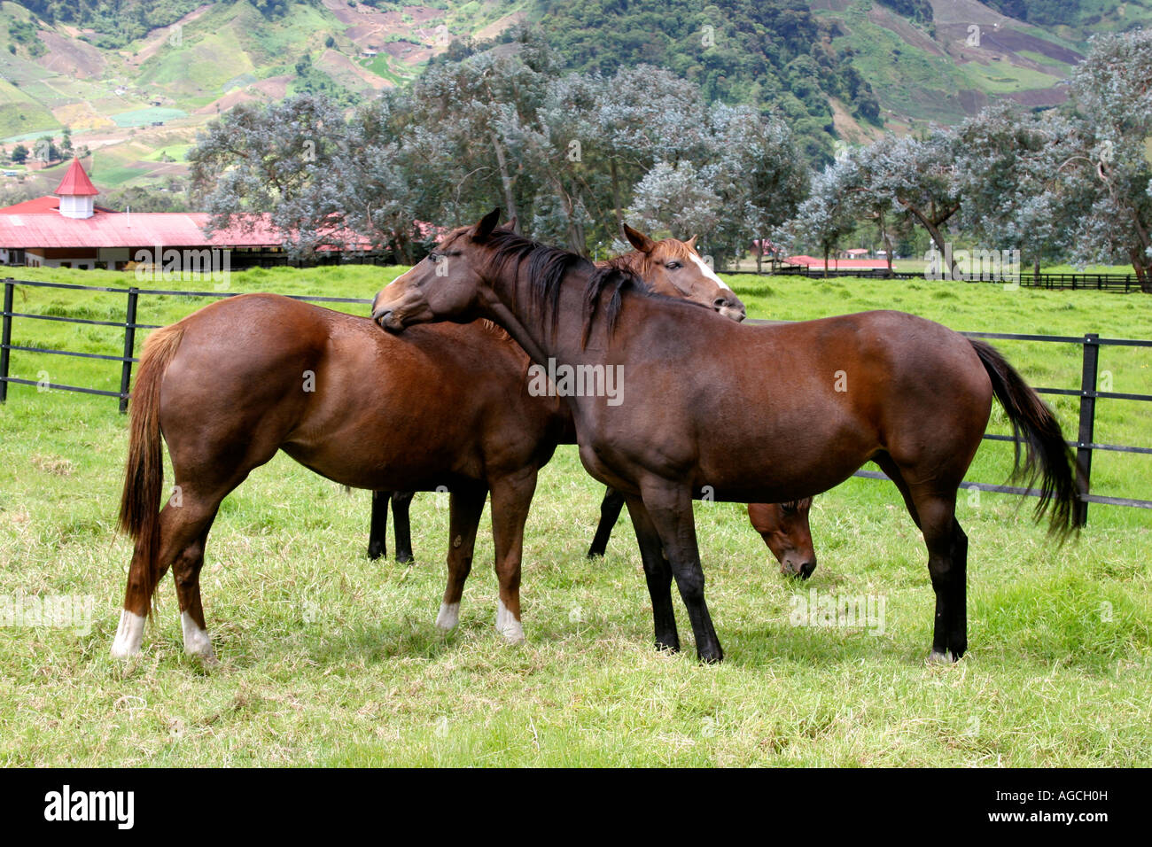Panama horses hi-res stock photography and images - Alamy
