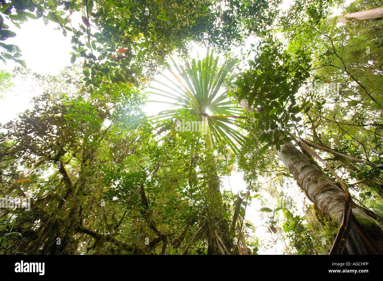 Jungle, Papua New Guinea Stock Photo - Alamy
