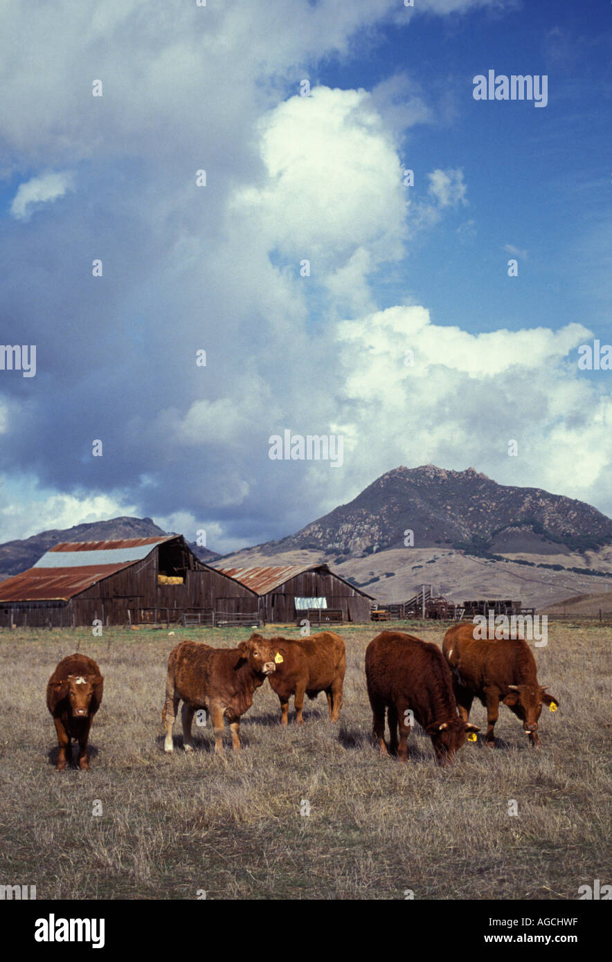 Farm and Cows California United States of America Stock Photo - Alamy