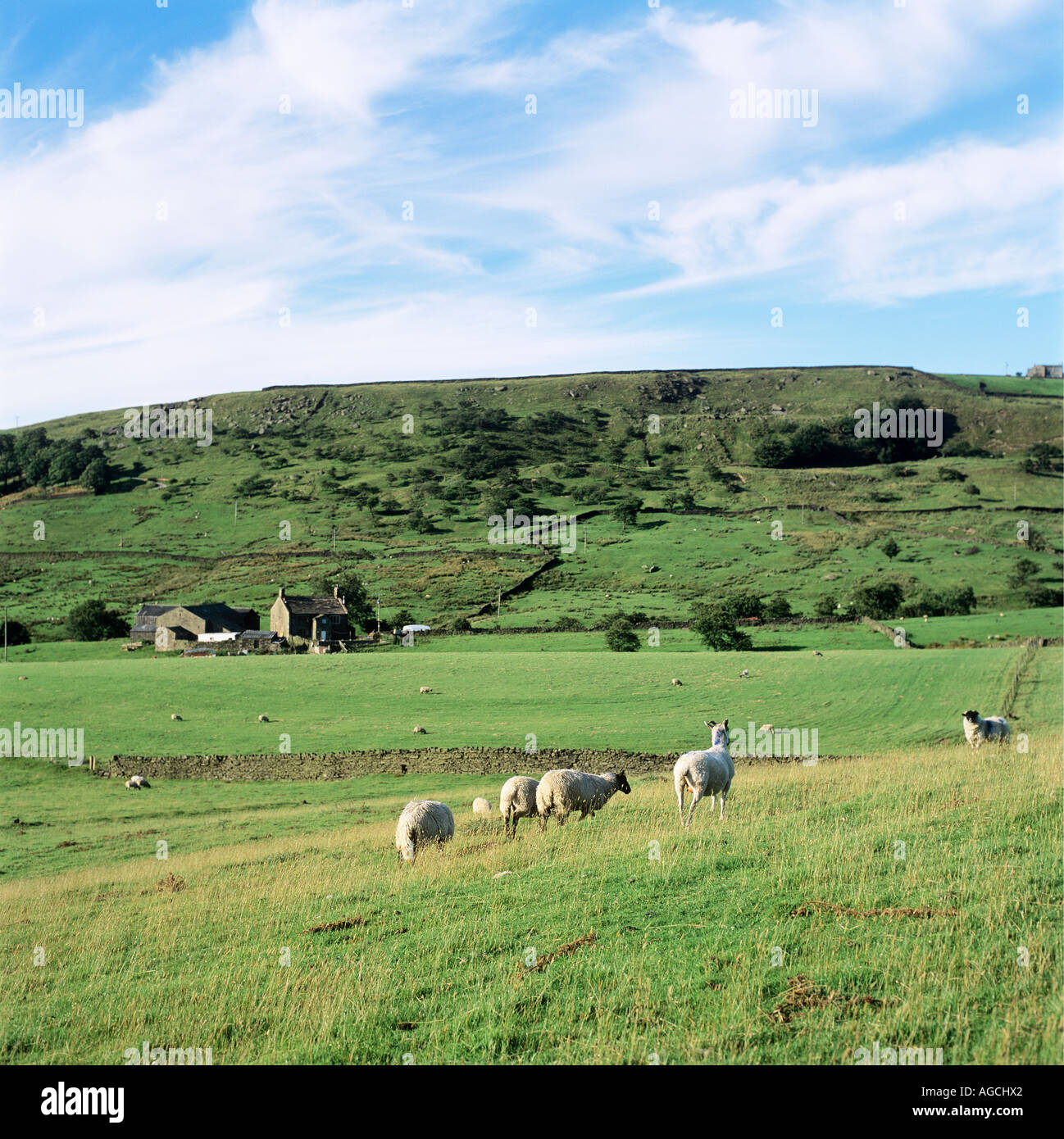 Sheep grazing Forest of Trawden Stock Photo - Alamy