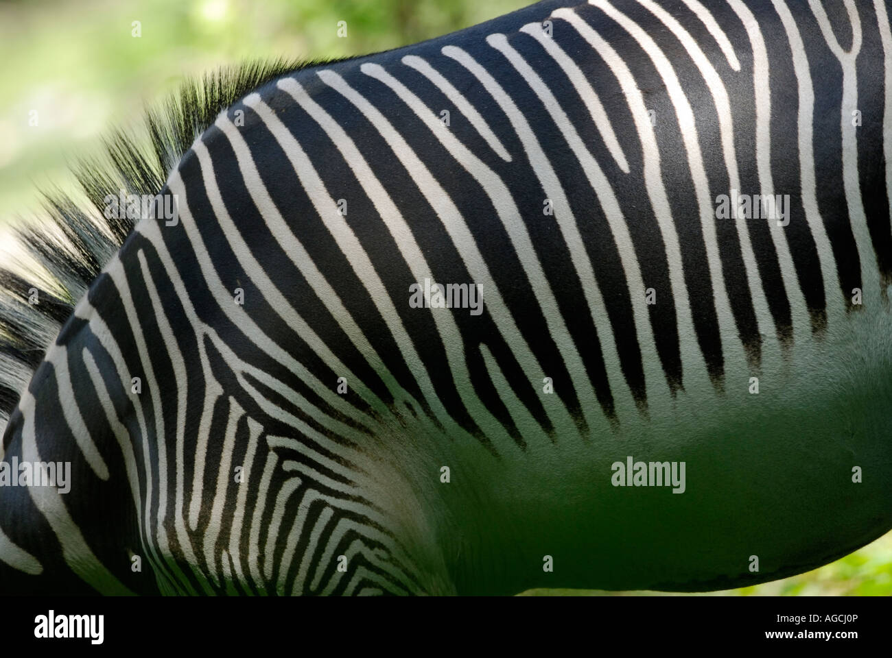 Close up of the stripes of Grevy's Zebra Stock Photo - Alamy