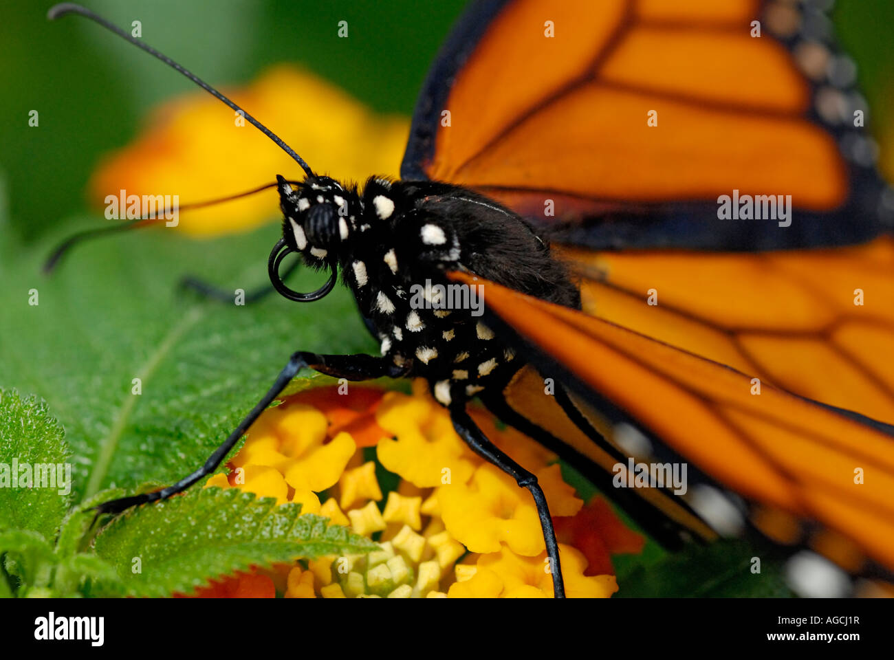 Coiled Proboscis High Resolution Stock Photography and Images - Alamy