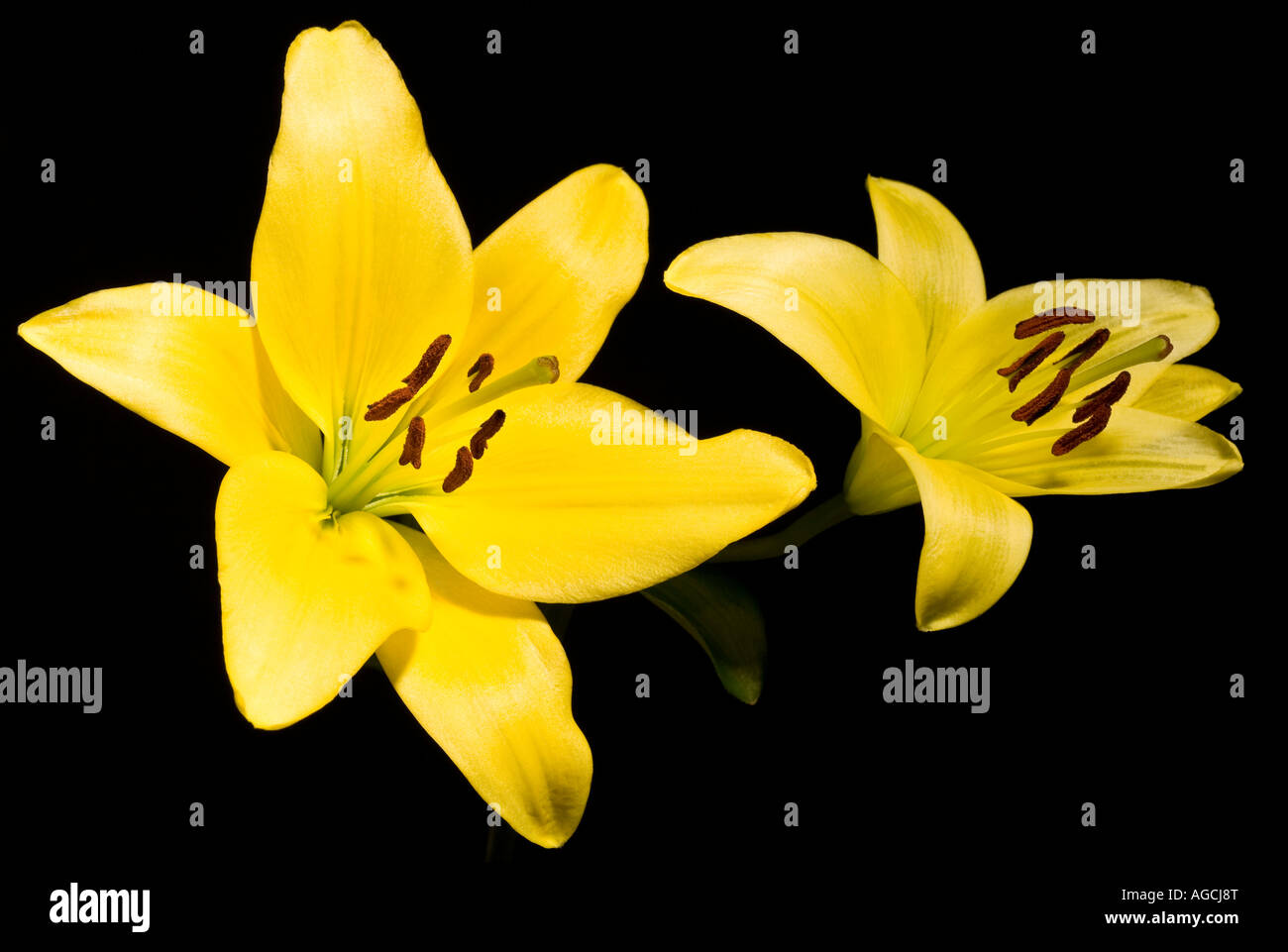 Liliaceae yellow hi-res stock photography and images - Alamy