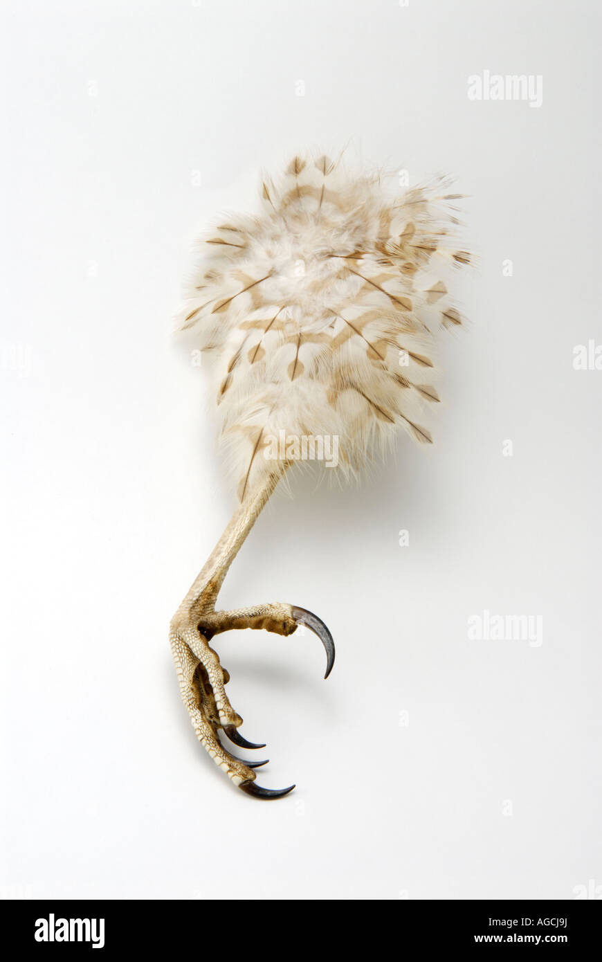 Talon claw of the Cooper's Hawk Accipiter cooperii Stock Photo - Alamy