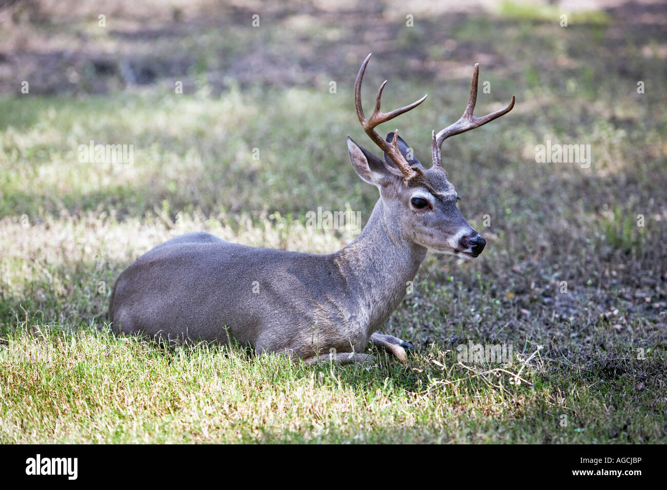 Deer whitetail laying buck antlers 7 point laying under a tree Stock ...
