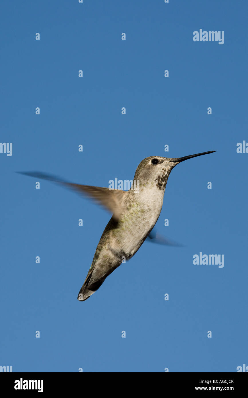 Vertical image of a hummingbird in flight Stock Photo - Alamy