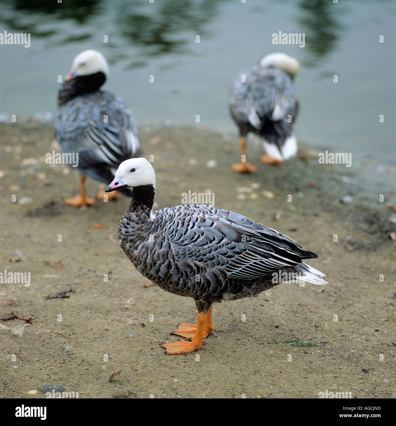 Emperor Geese Anser canagicus in Claremont Landscaped gardens Stock ...