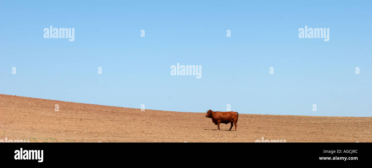Bull standing alone Stock Photo - Alamy