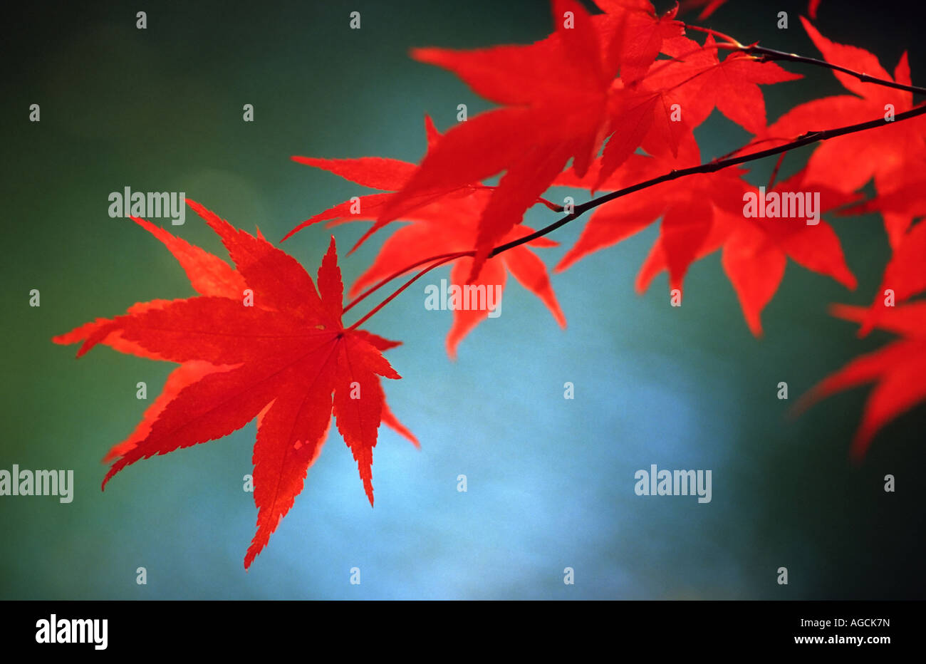 German maple hi-res stock photography and images - Alamy