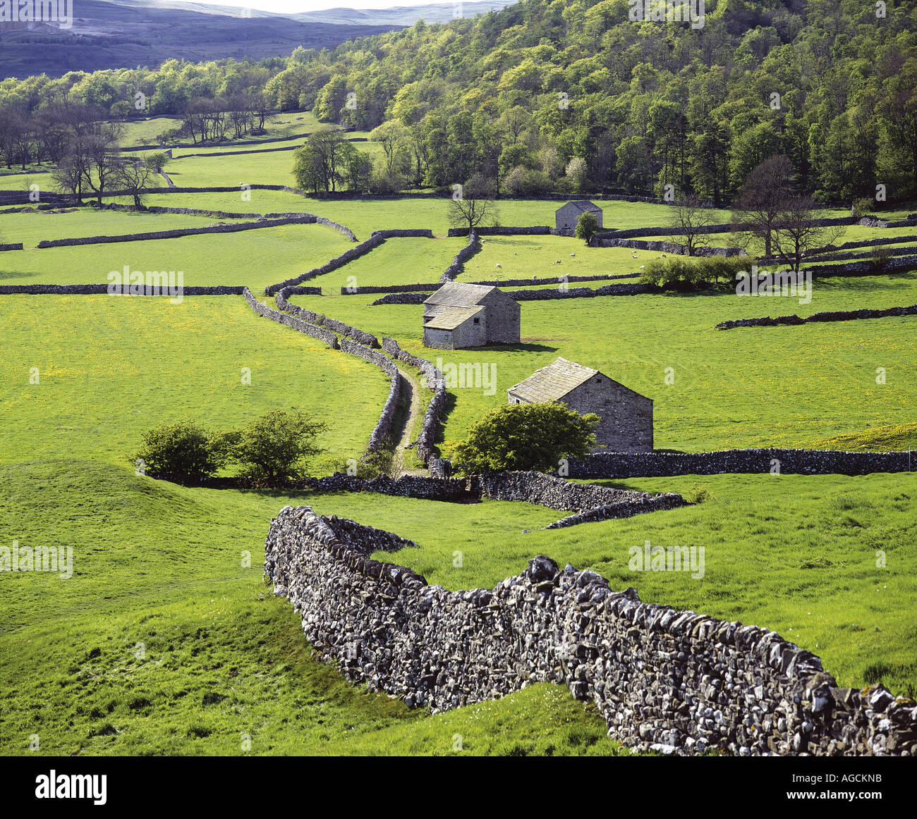 Drystone walls divide up lush green fields Scattered barns Yorkshire ...