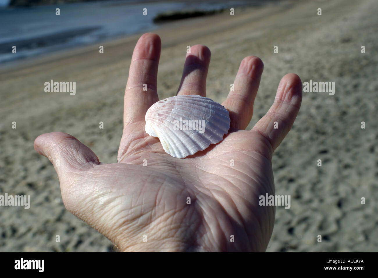 Wet hand holding shell hi-res stock photography and images - Alamy
