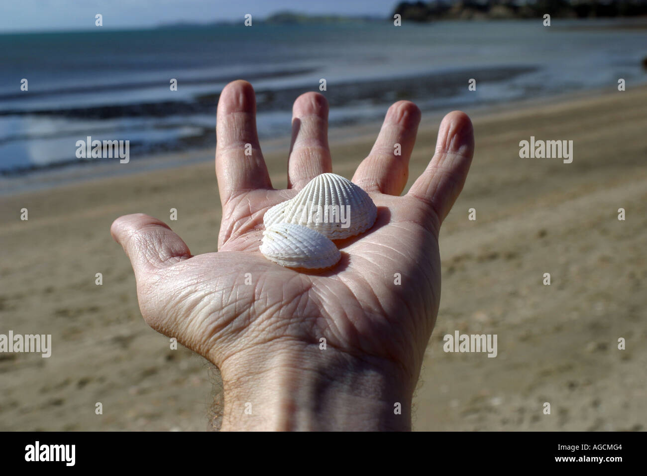 Hand holding shells by the sea Stock Photo - Alamy