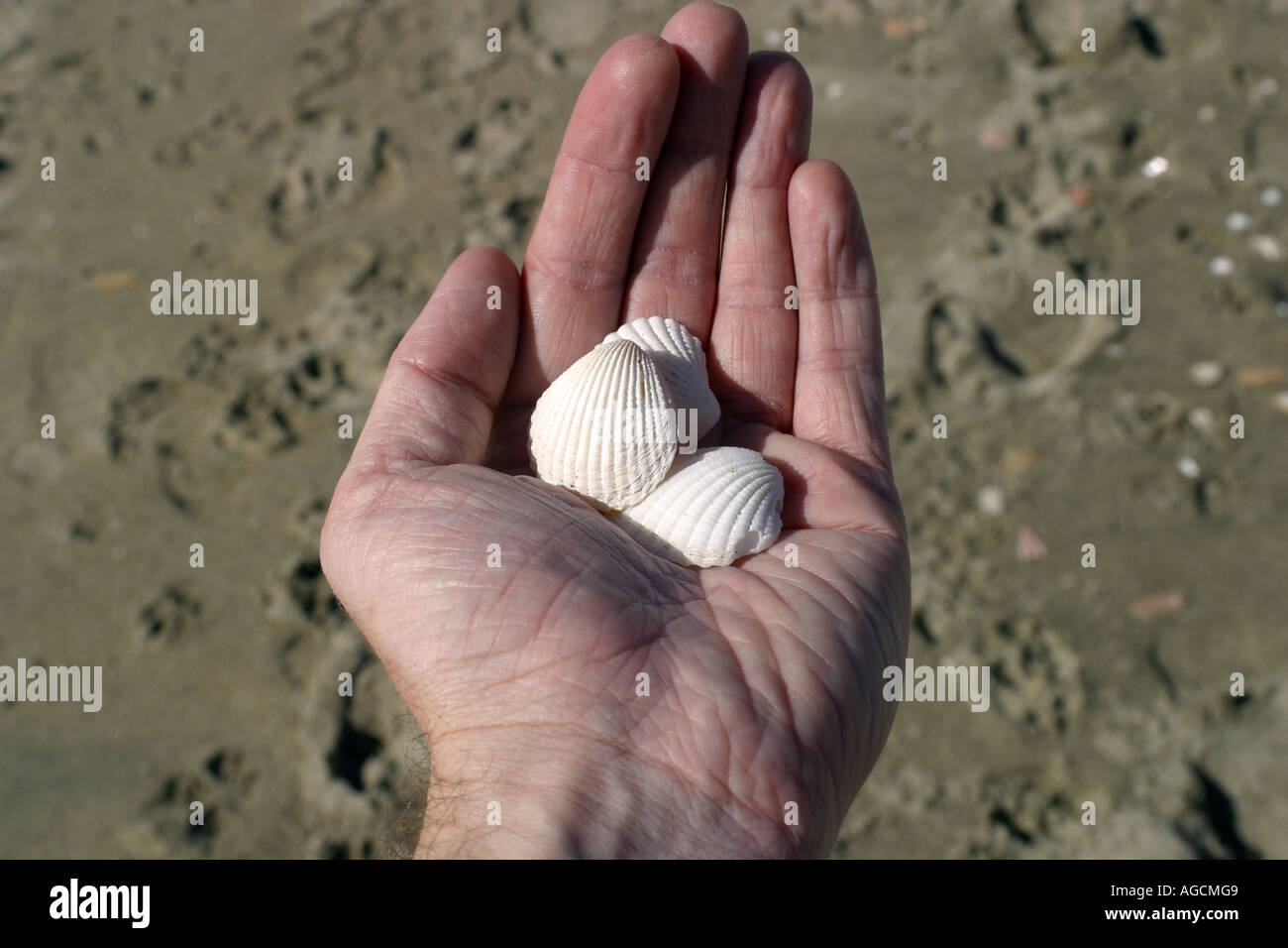 Holding three shell in the palm of the hand Stock Photo - Alamy