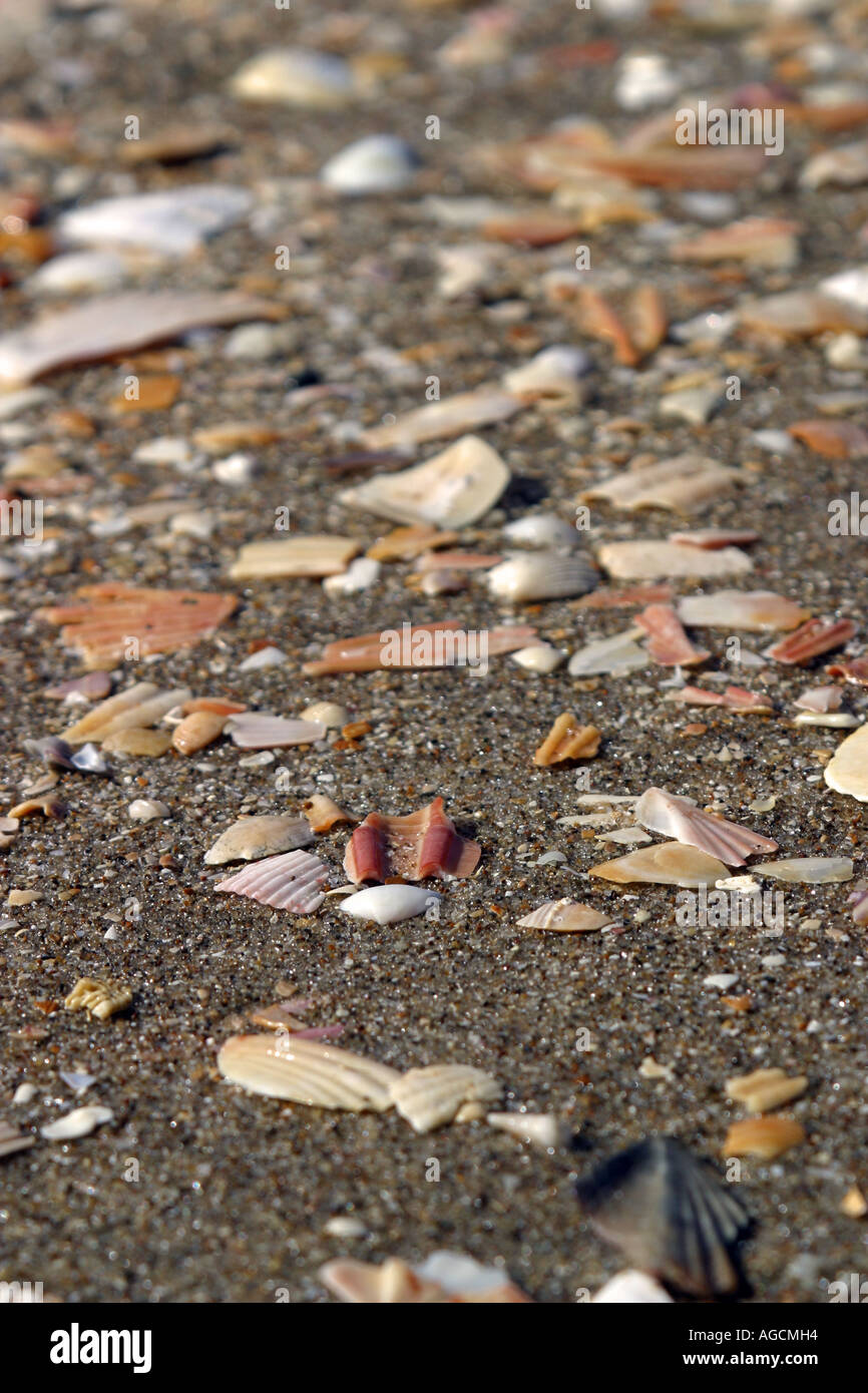 Broken shell on beach stones hi-res stock photography and images - Alamy