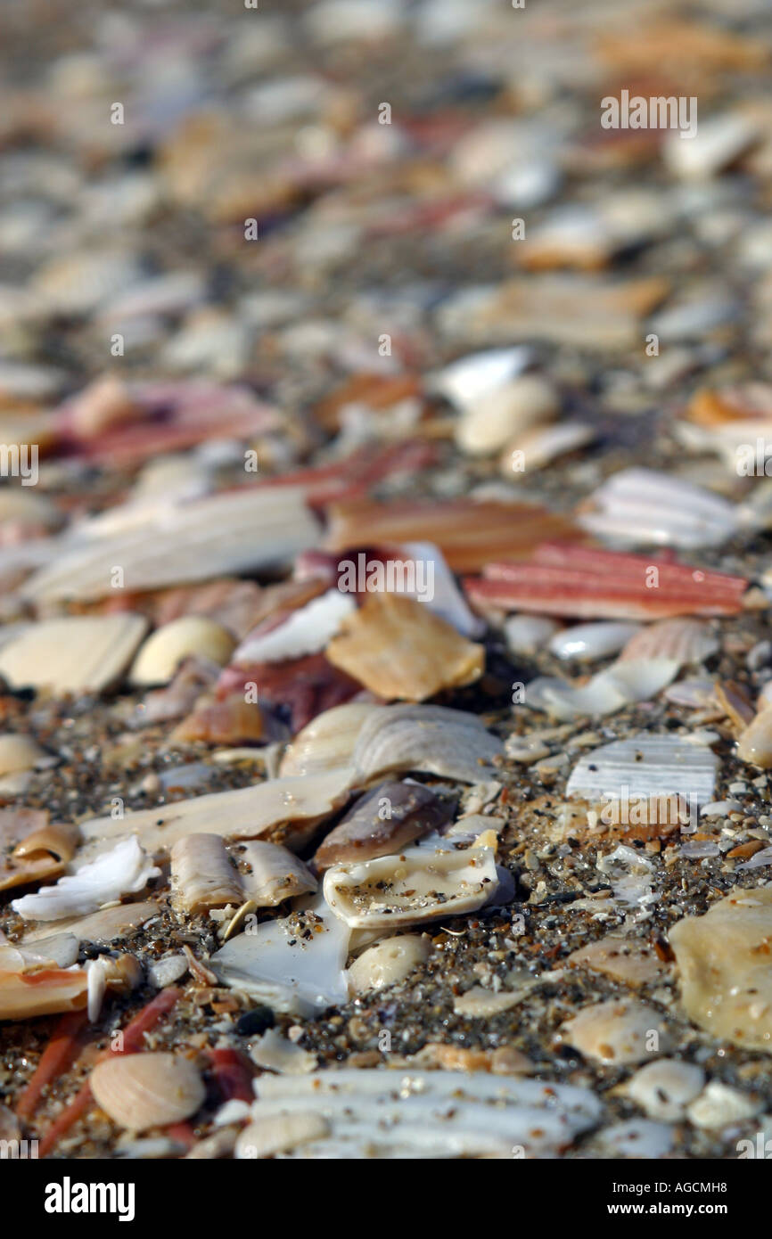 Broken shell on beach stones hi-res stock photography and images - Alamy