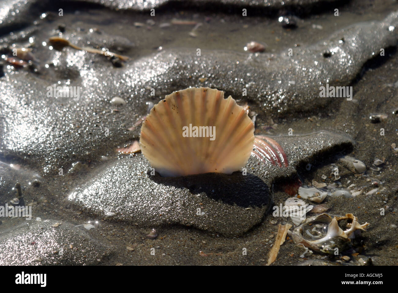 shell stuck in the sand on a beach Stock Photo - Alamy