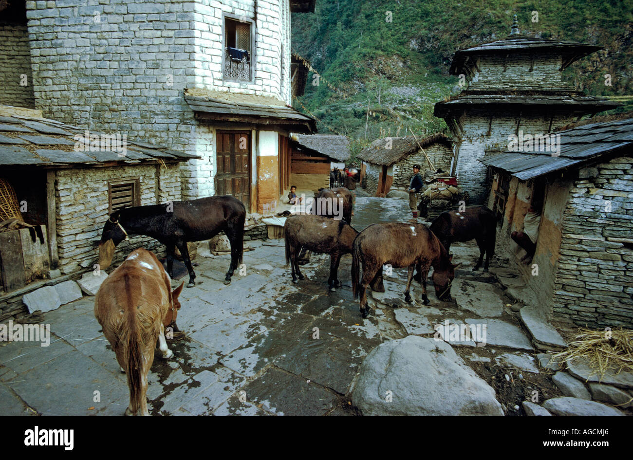 Nepalese donkey caravan at the end of a days trek. Villlage of ...