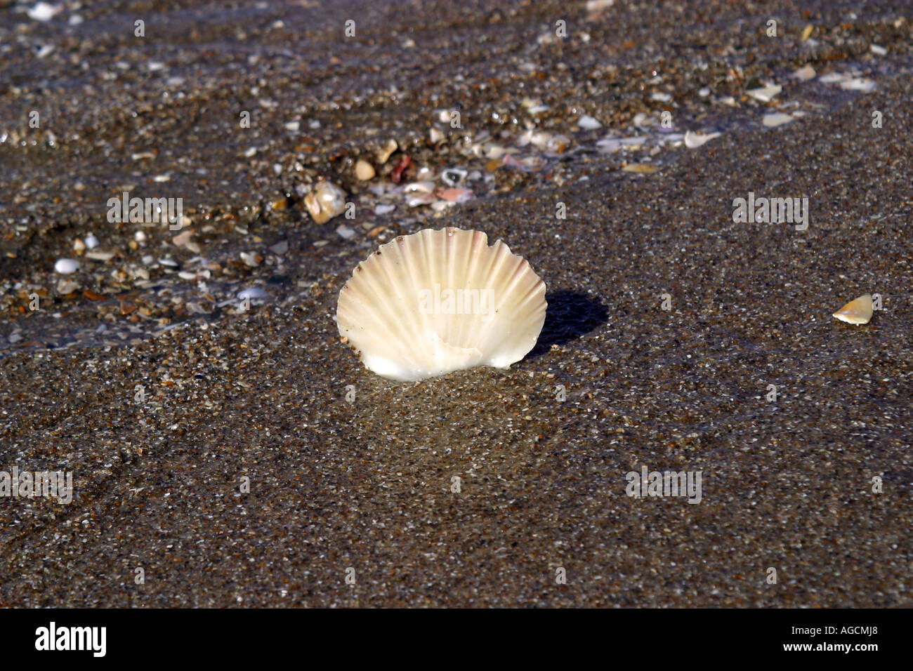 Shell stuck in the sand Stock Photo - Alamy Shell stuck in the sand Stock Photo - Alamy