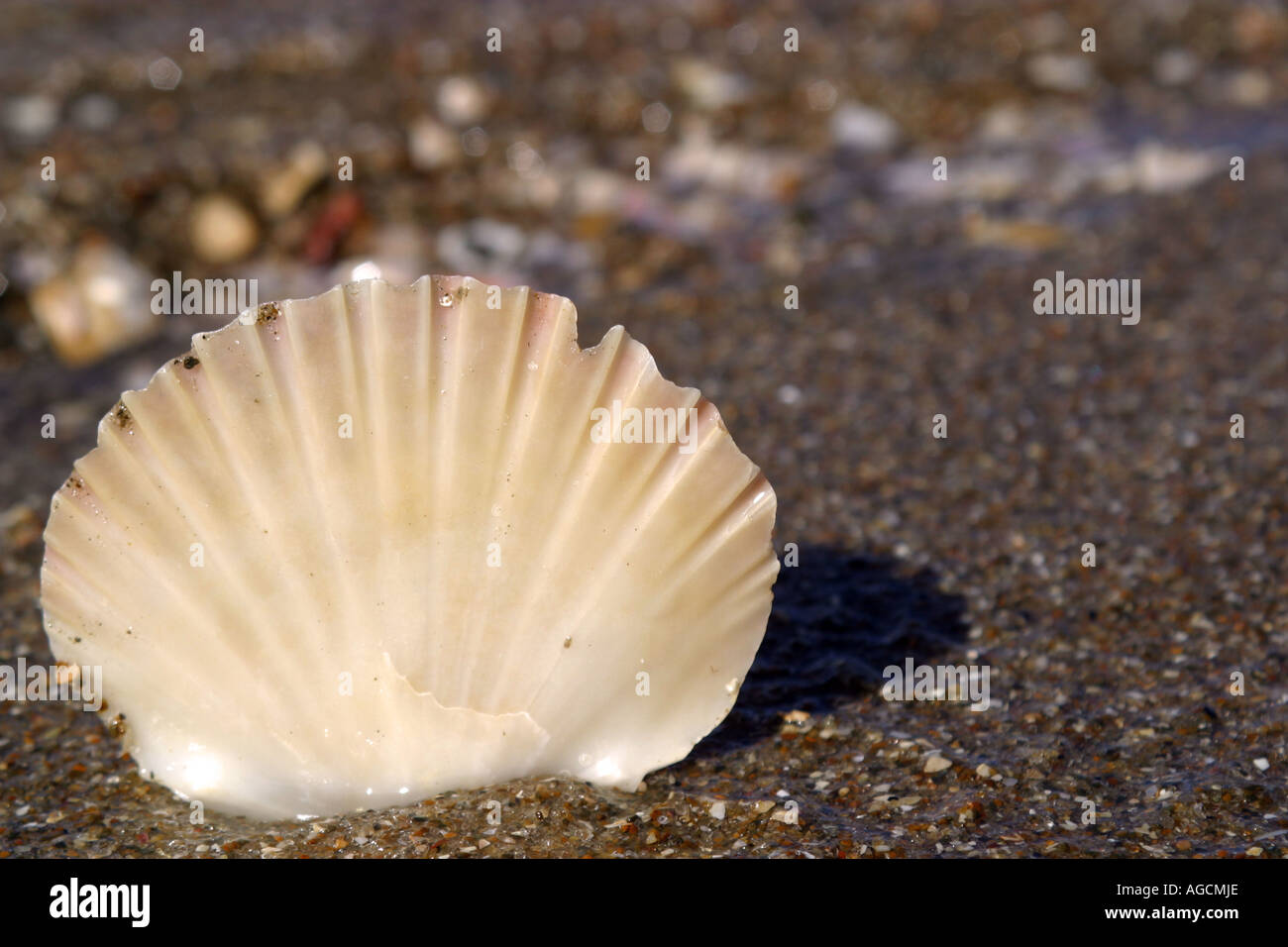 Shell by the sea shore Stock Photo - Alamy