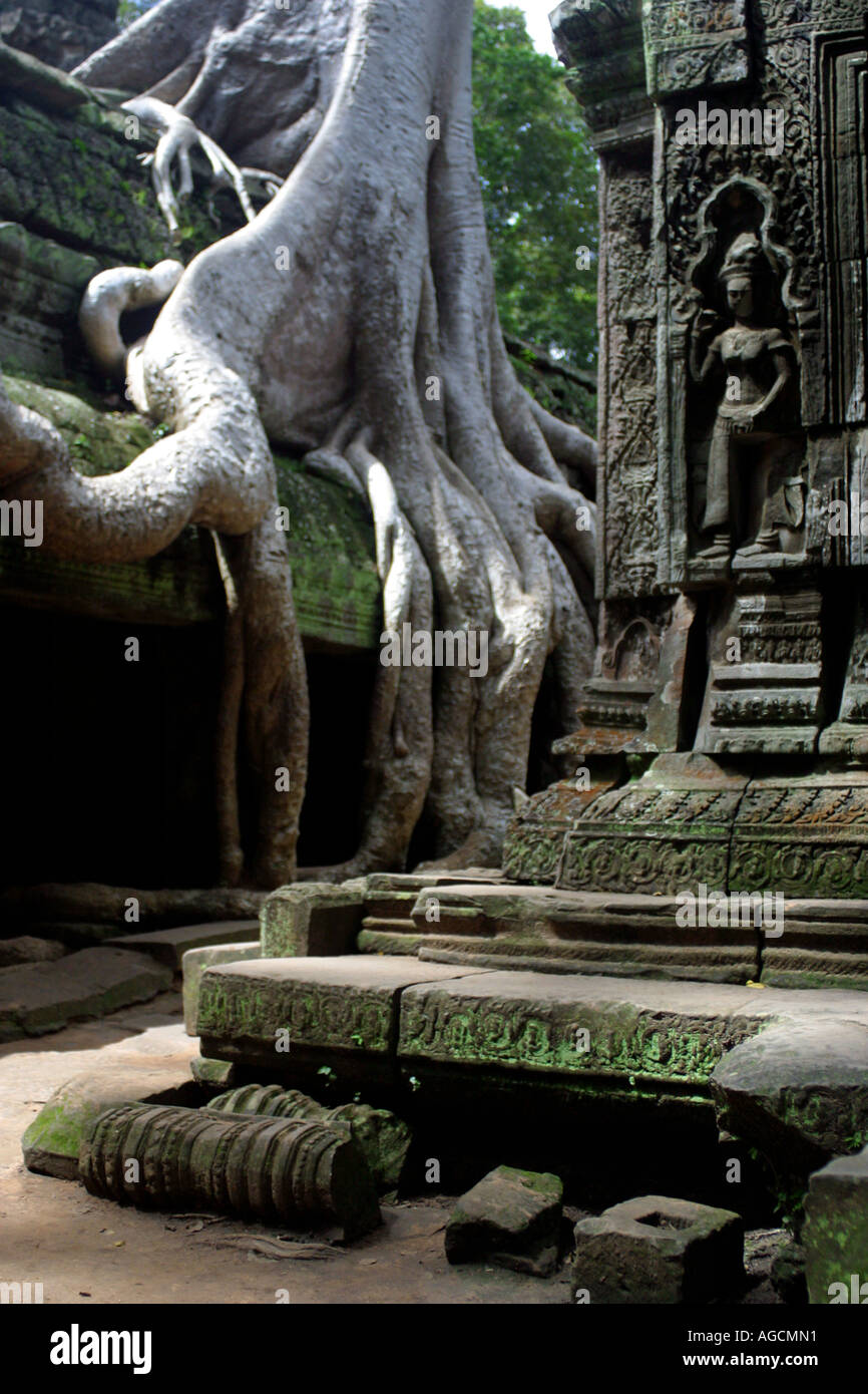 Forces of nature in Old Angkor Wat Temple with trees growing through ...