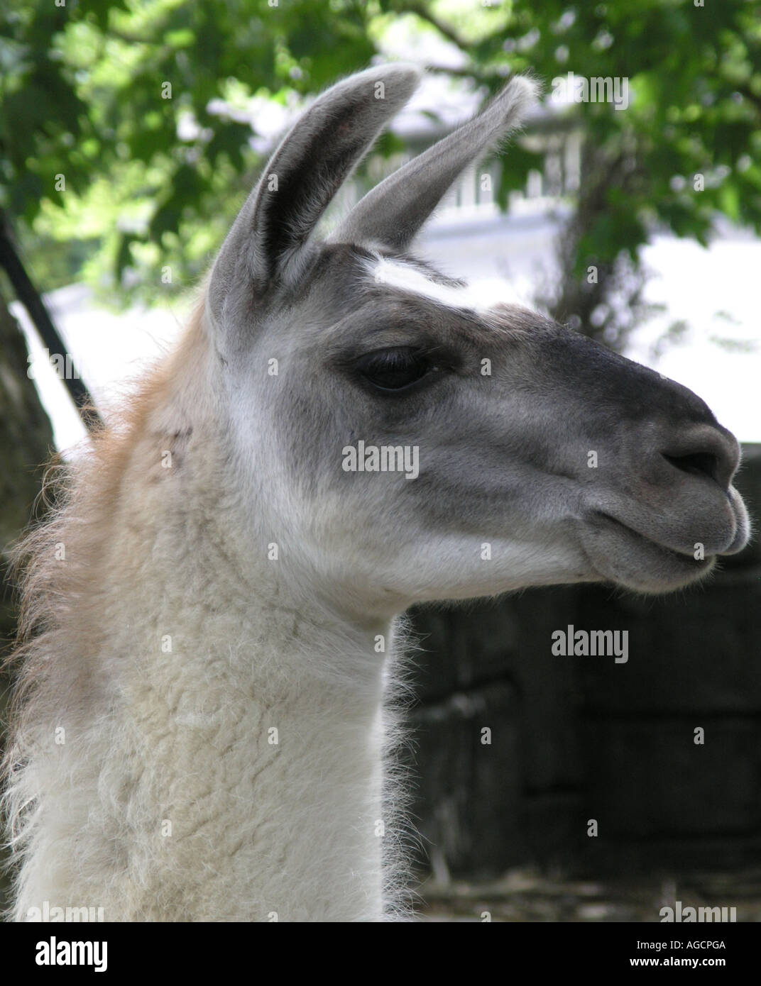 Mouth nose lama hi-res stock photography and images - Alamy