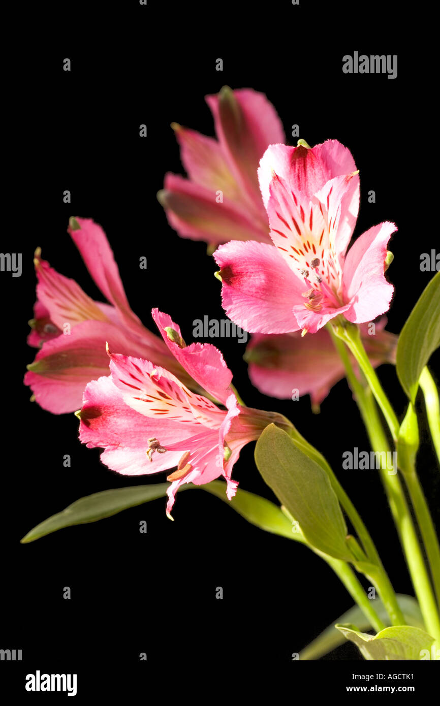 Colombian Inca Lilies Stock Photo - Alamy