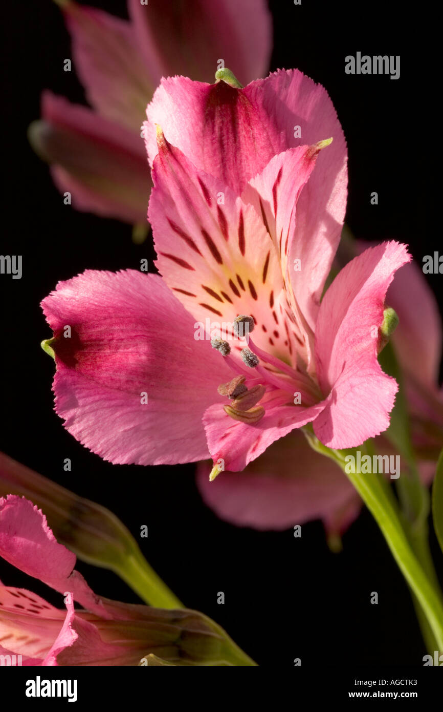 Colombian flower hi-res stock photography and images - Alamy