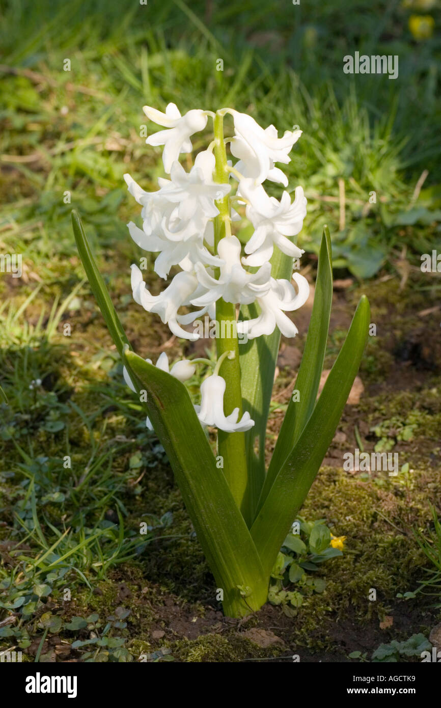 Hyacinthus orientalis ‘white pearl’ hi-res stock photography and images ...