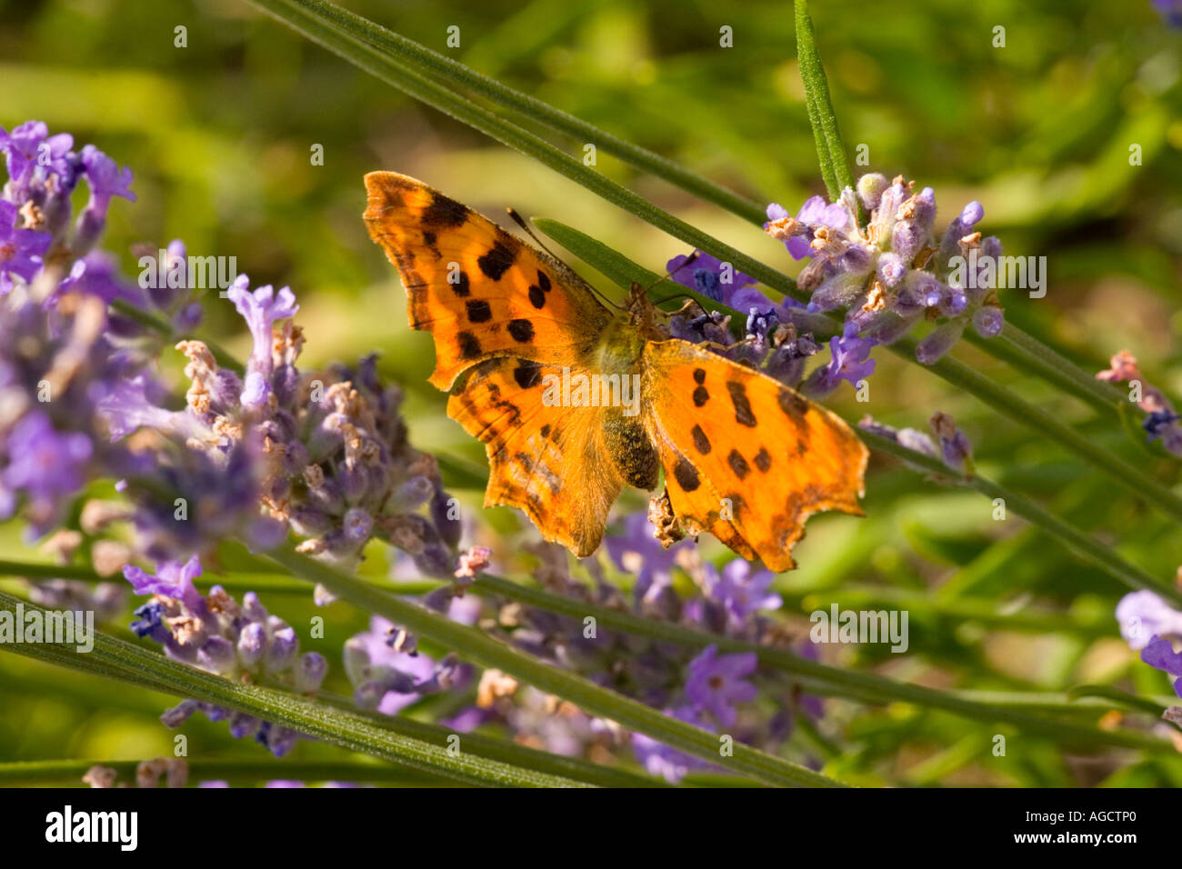 Comma butterfly on Lavender Stock Photo - Alamy