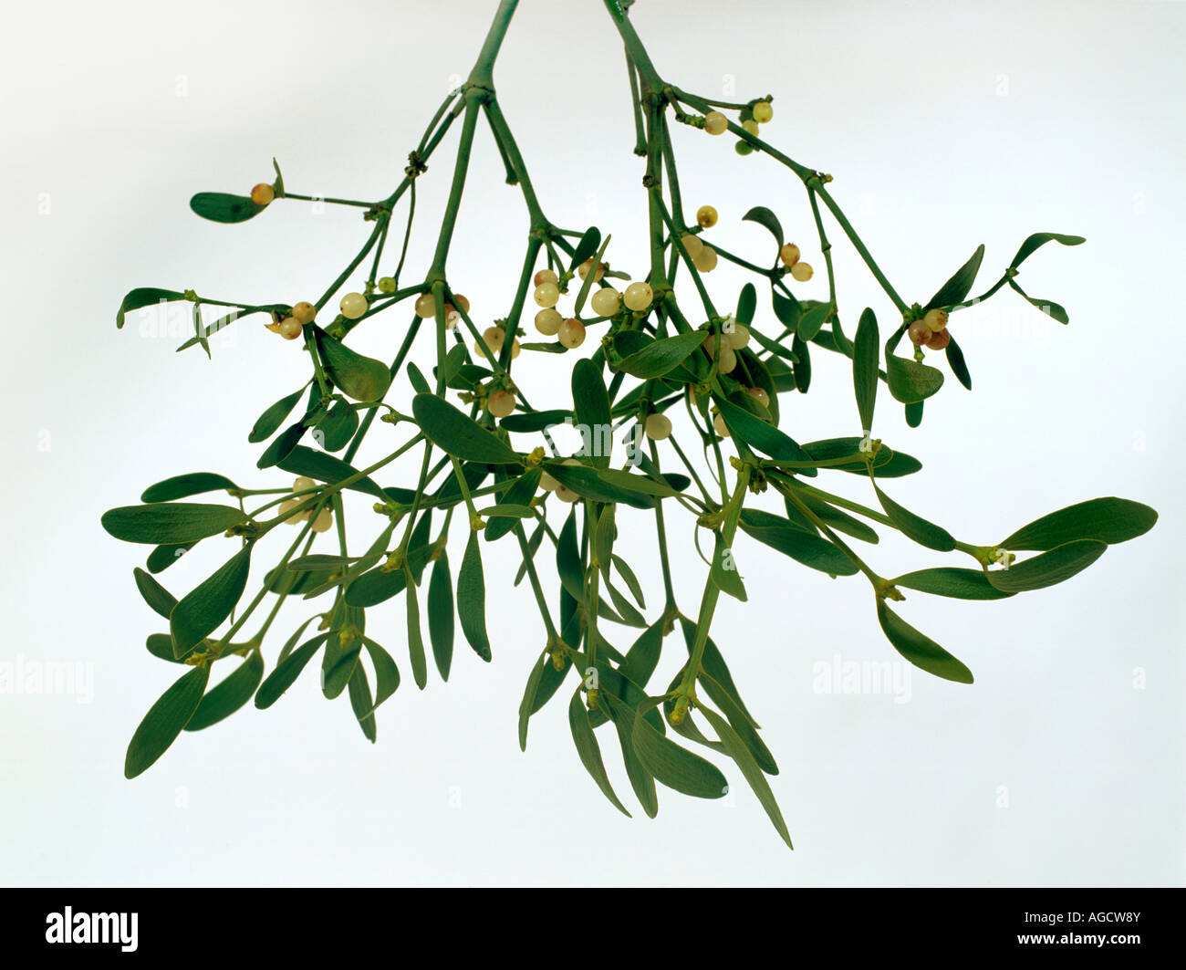 Of mistletoe hi-res stock photography and images - Alamy