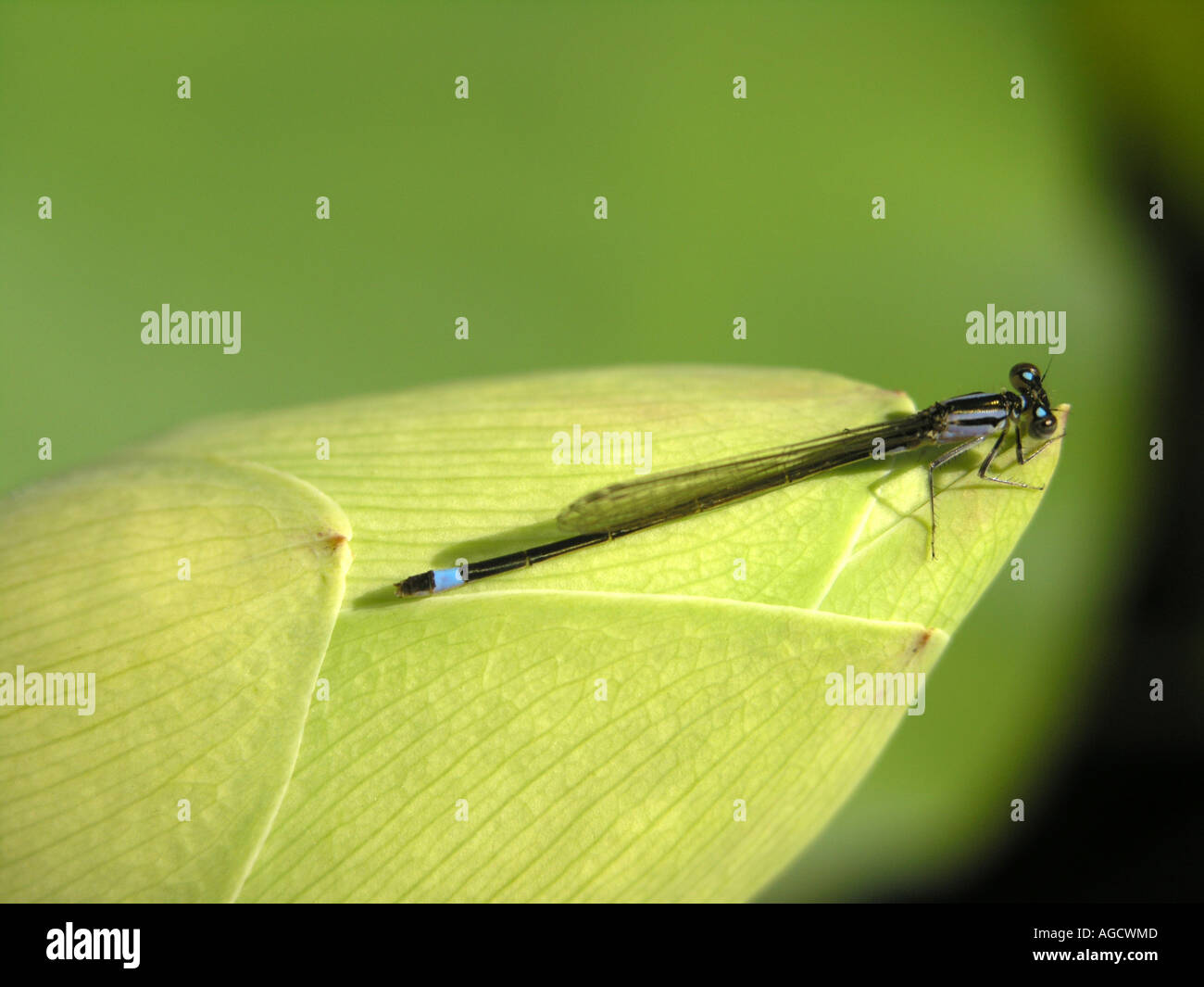 Lotus bud shape hi-res stock photography and images - Alamy