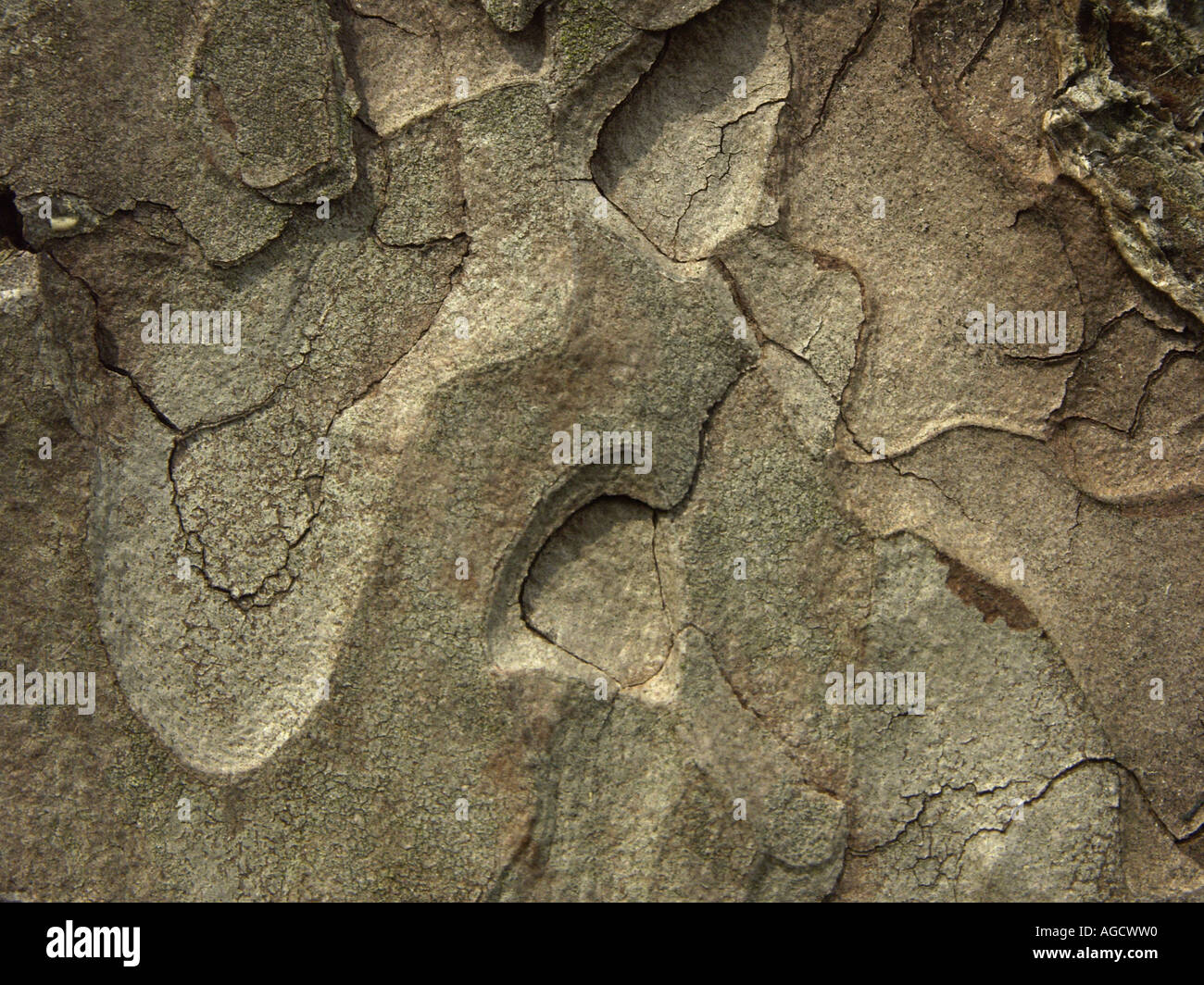 Texture of Bark Stock Photo - Alamy