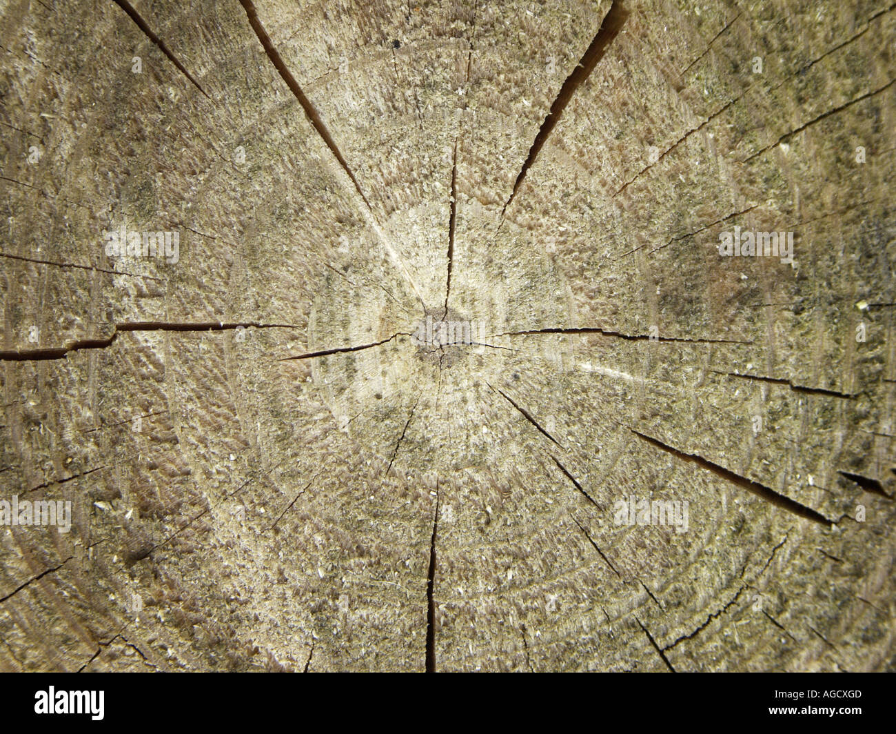 Detail of Stump Stock Photo - Alamy