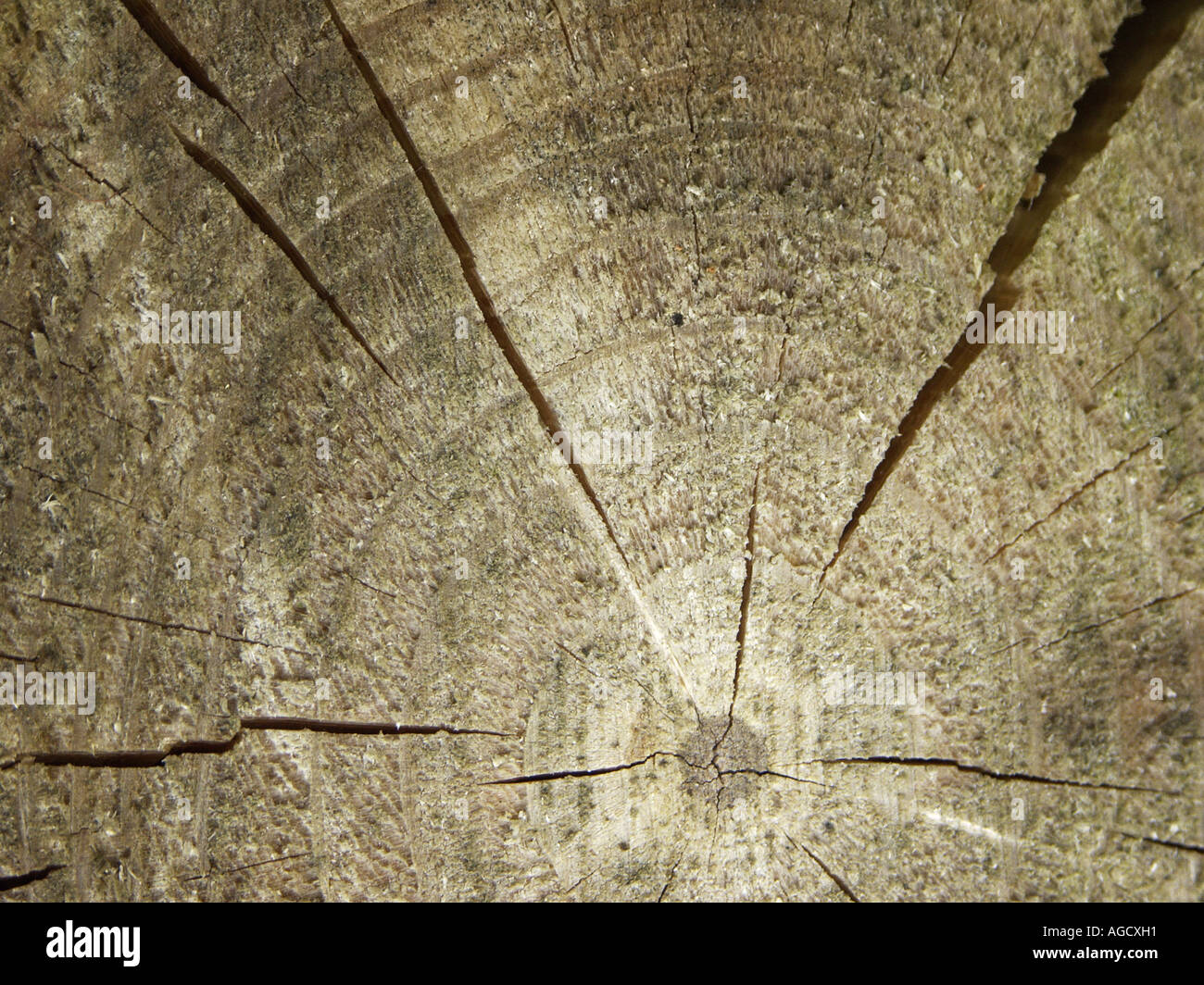 Detail of Stump Stock Photo - Alamy