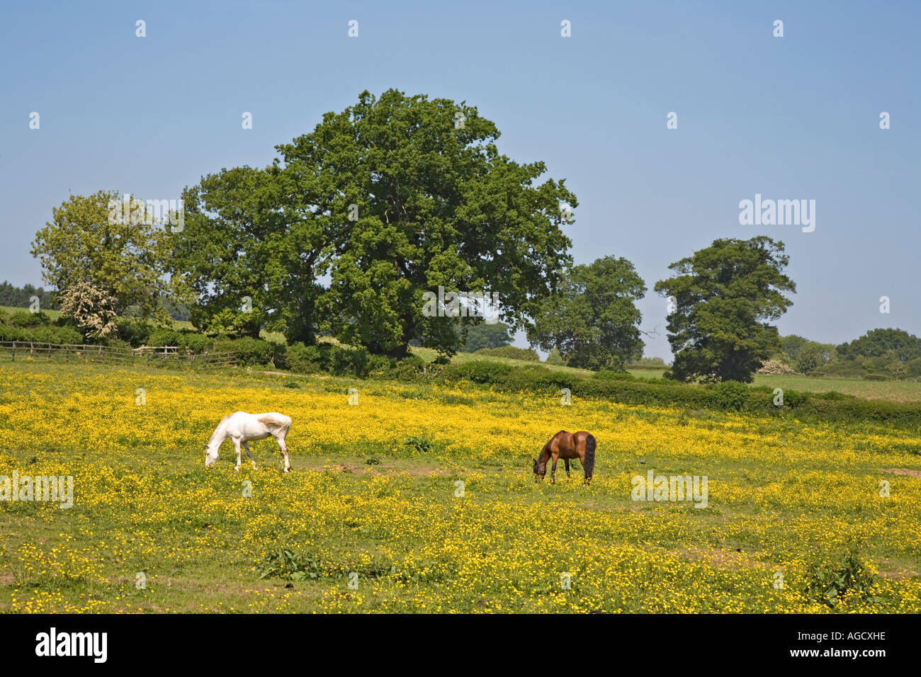 Horses in Spring meadow Yorkshire UK Stock Photo - Alamy