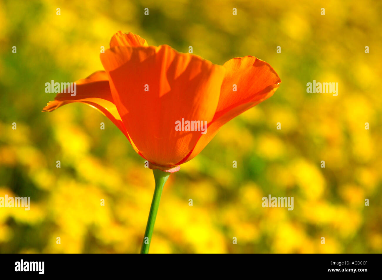 California Golden Poppy Stock Photo - Alamy