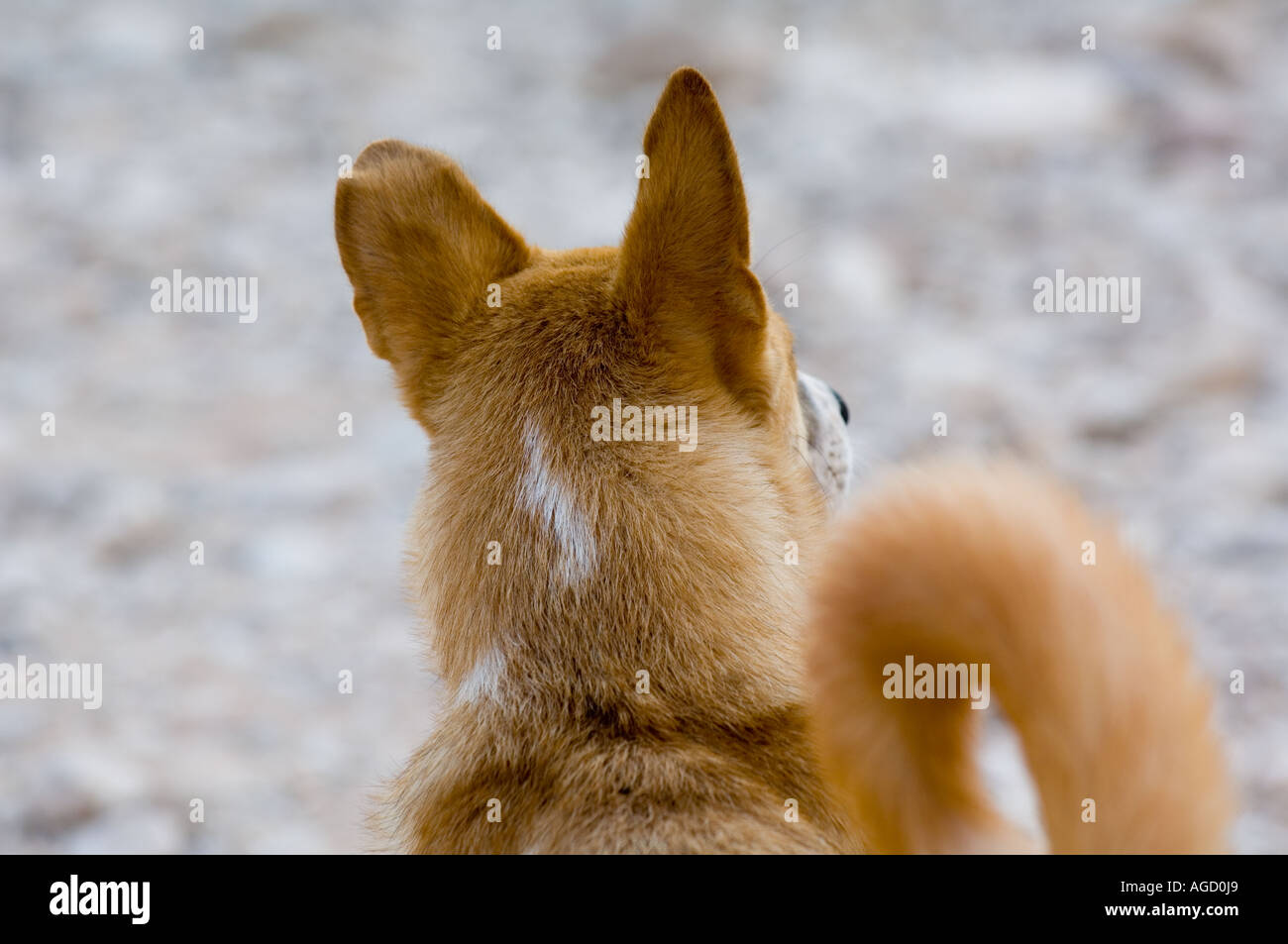 Back of dogs head hi-res stock photography and images - Alamy
